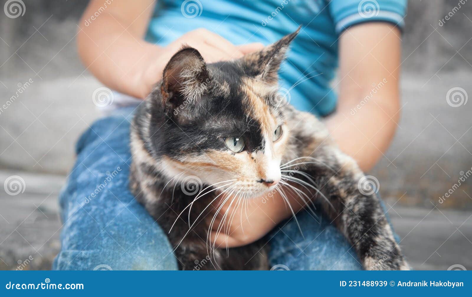 Little Boy and Cat in Outdoors Stock Image - Image of little, summer ...