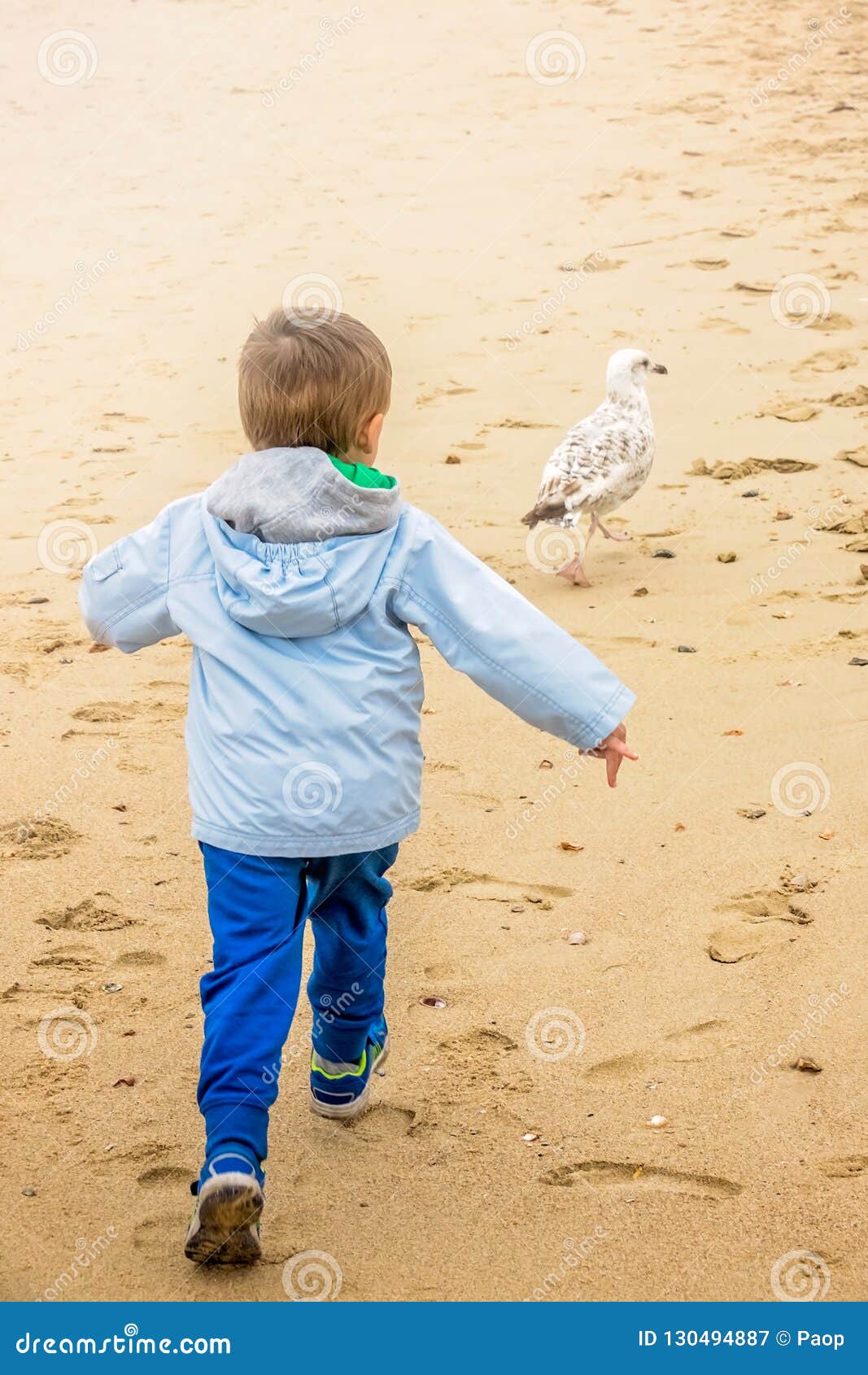 Little Boy Chasing Seagull on the Beach Stock Image - Image of activity ...
