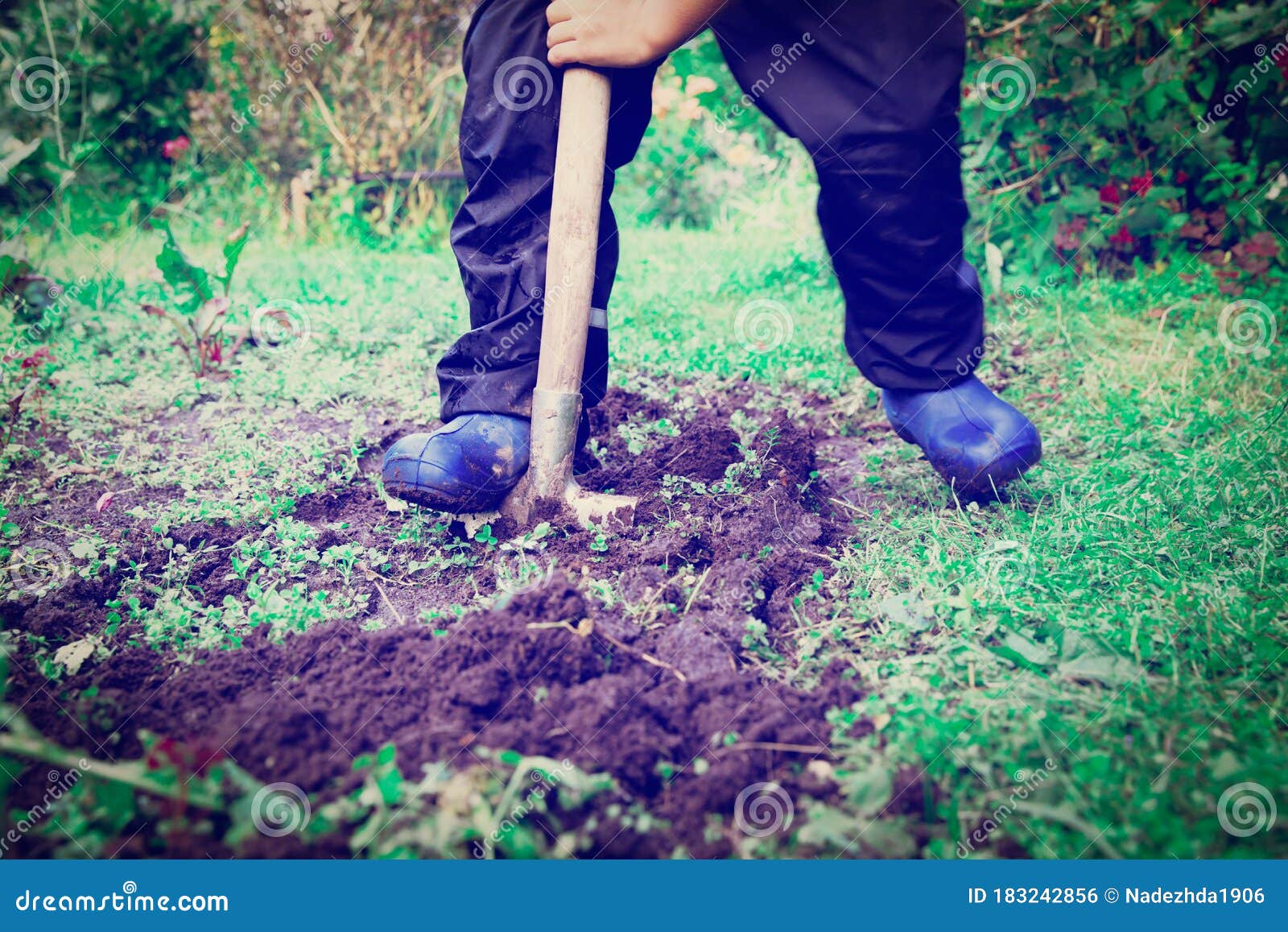 Little Boy Digging in the Garden Stock Photo - Image of child, nature ...