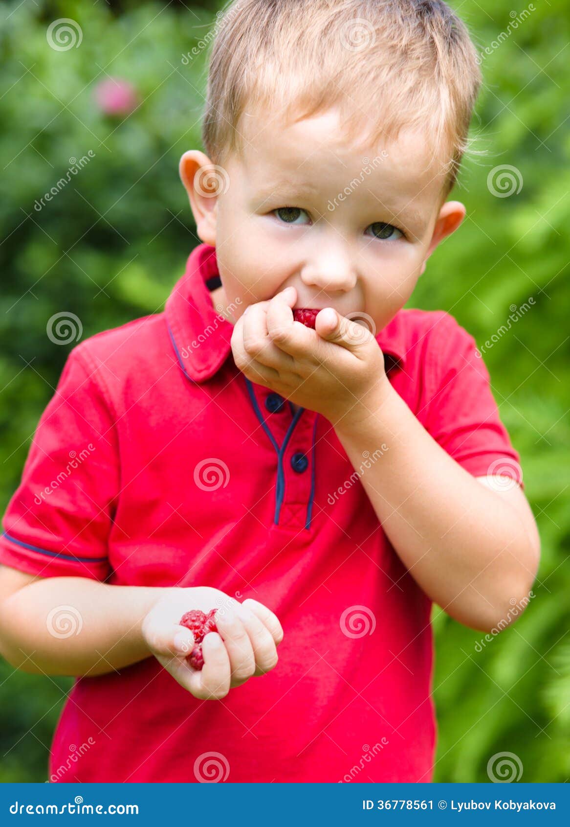 Little Boy Eating Raspberry Stock Image - Image of closeup, natural ...