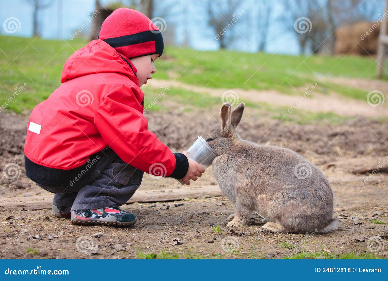 Little boy feed a rabbit stock photo. Image of bunny - 24812818