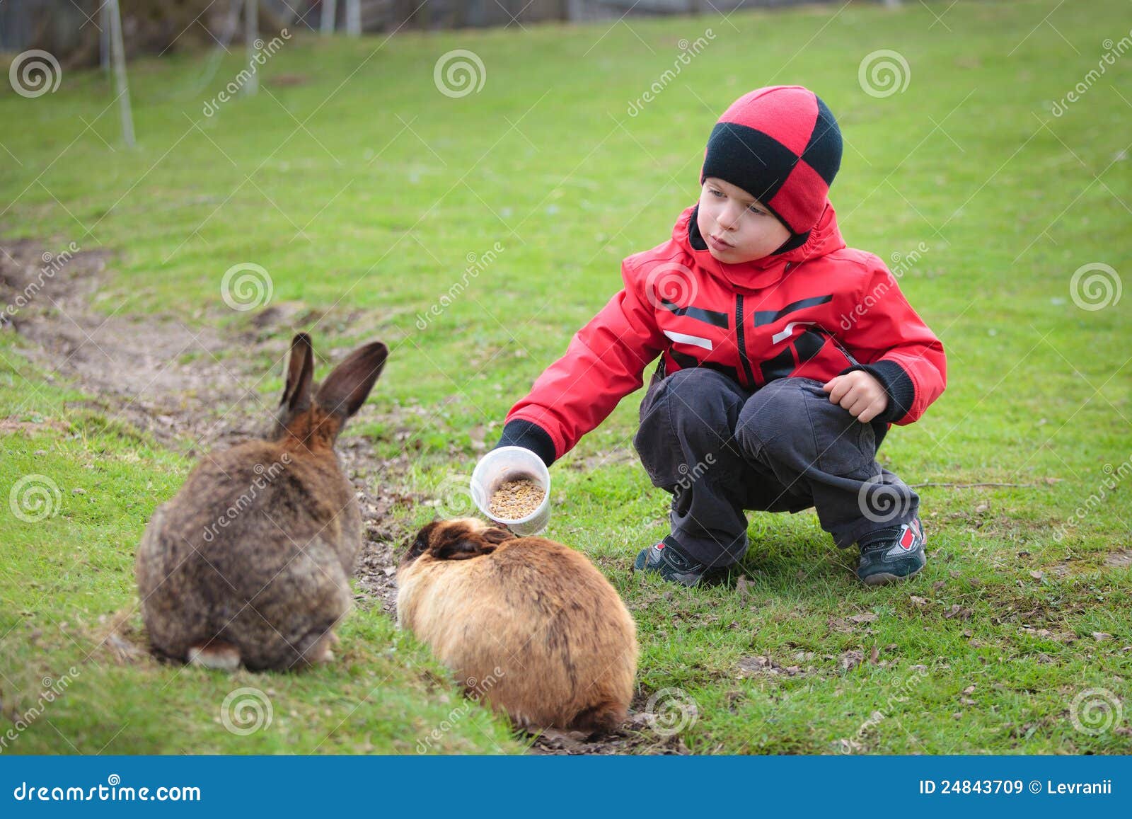 Little boy feed a rabbit stock image. Image of childhood - 24843709