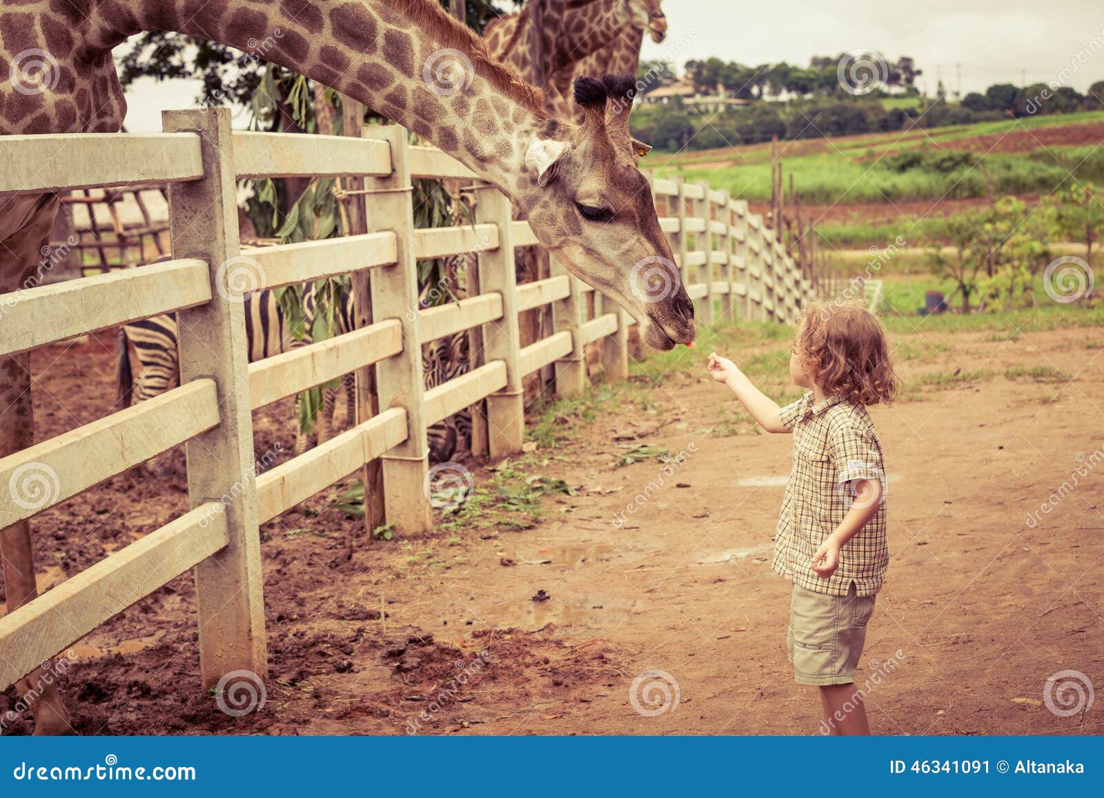 Little Boy Feeding a Giraffe at the Zoo Stock Image - Image of holiday ...