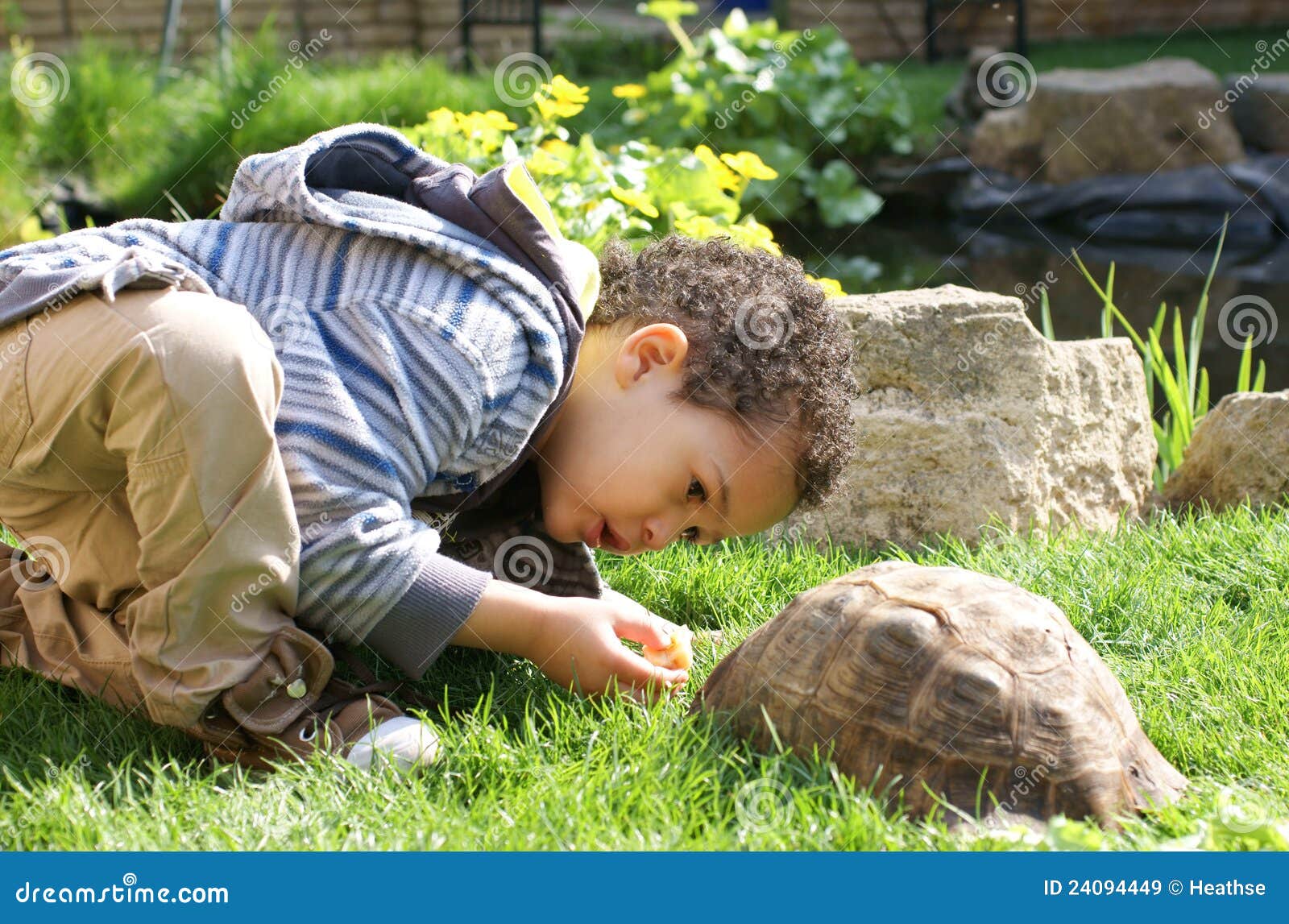 Little Boy Feeding His Tortoise Stock Image - Image of tortoise, feed ...