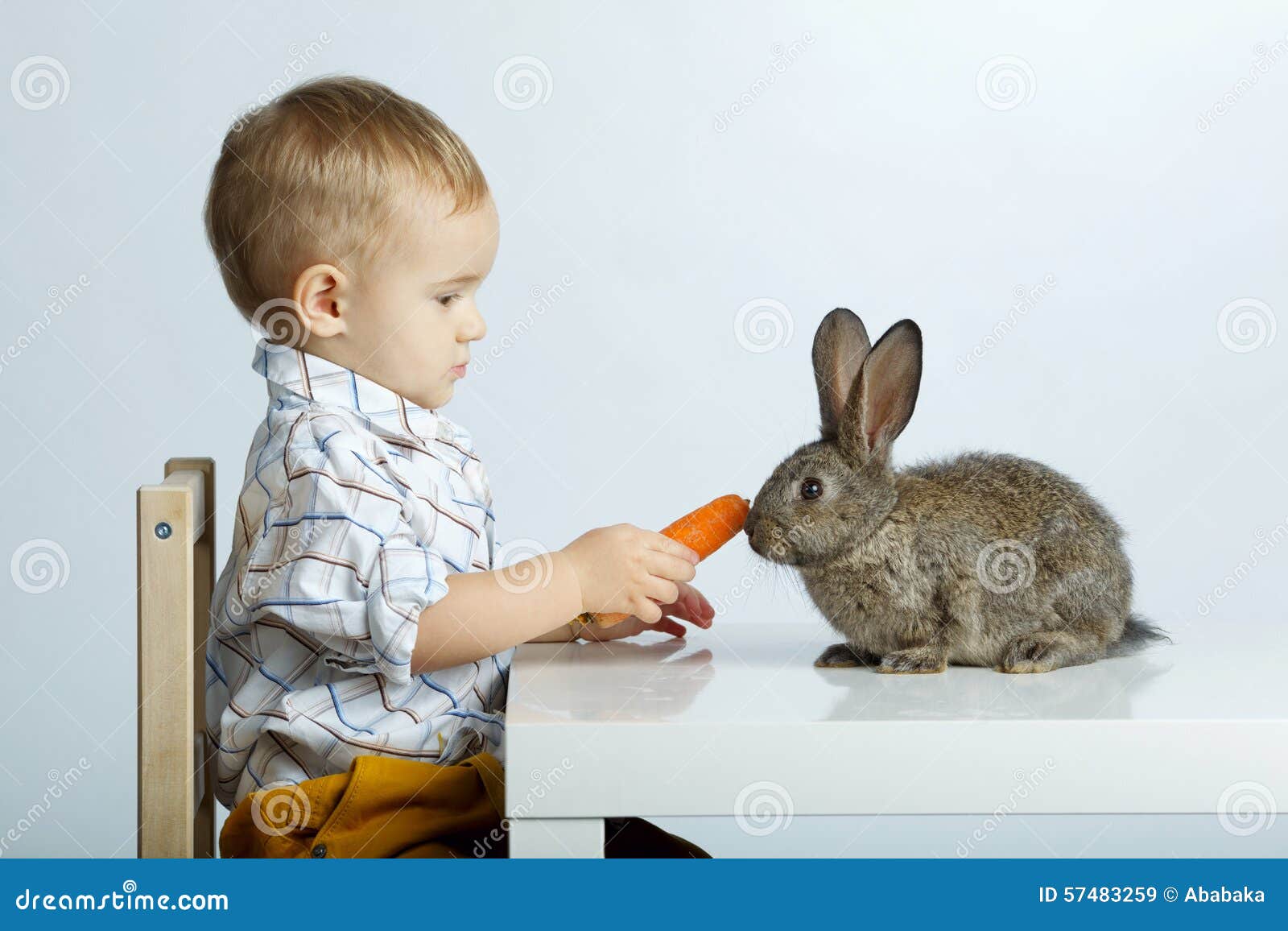 Little Boy Feeding Rabbit with Carrot Stock Image - Image of cuddly ...