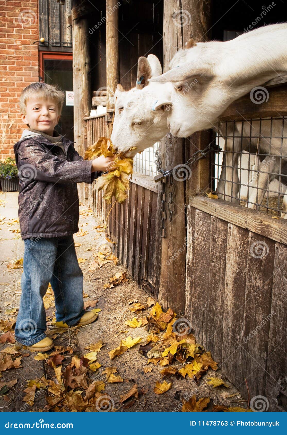 Little Boy and Goats stock image. Image of animal, fall - 11478763
