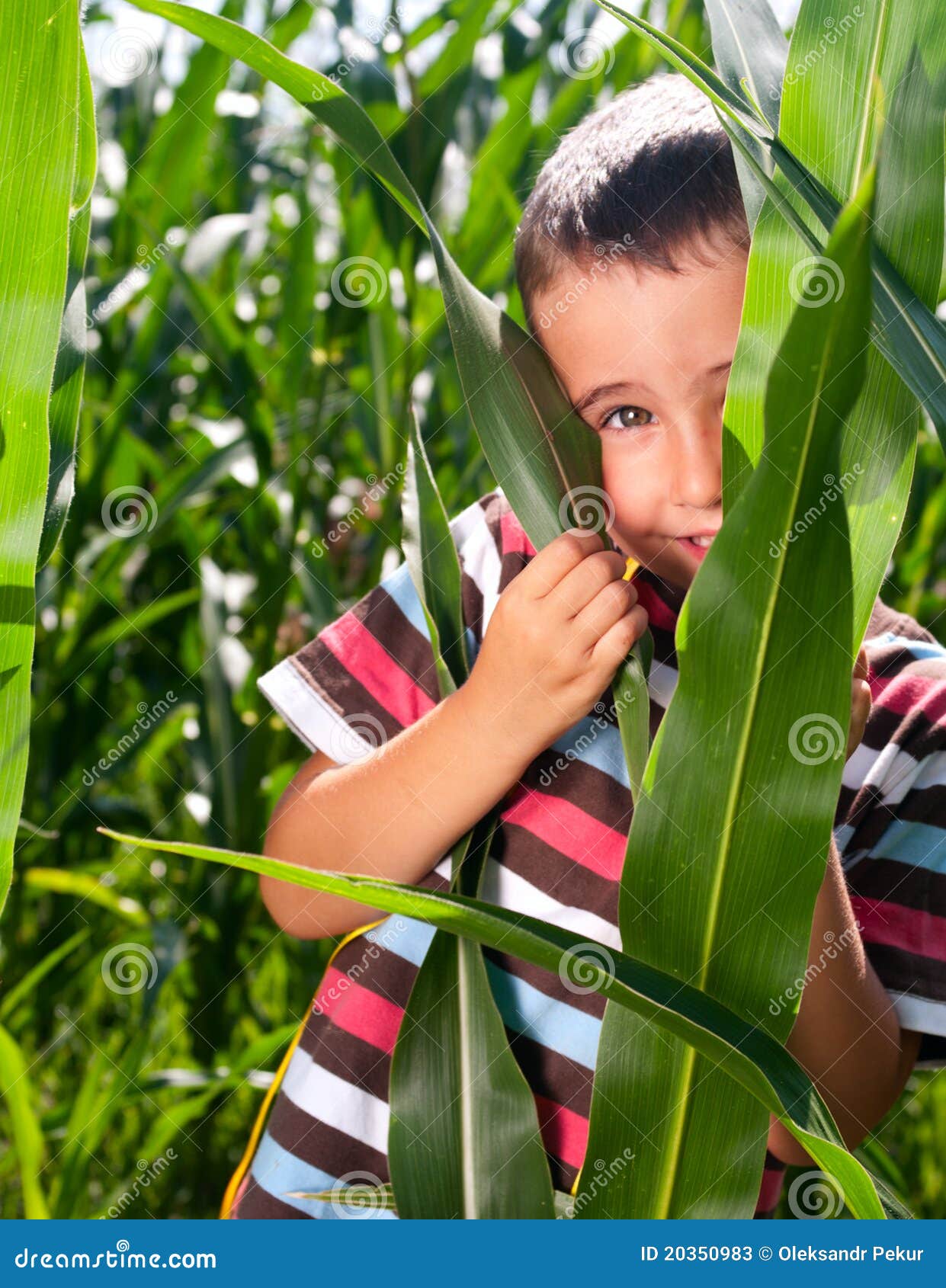 Little boy hide in corn stock image. Image of play, fresh - 20350983