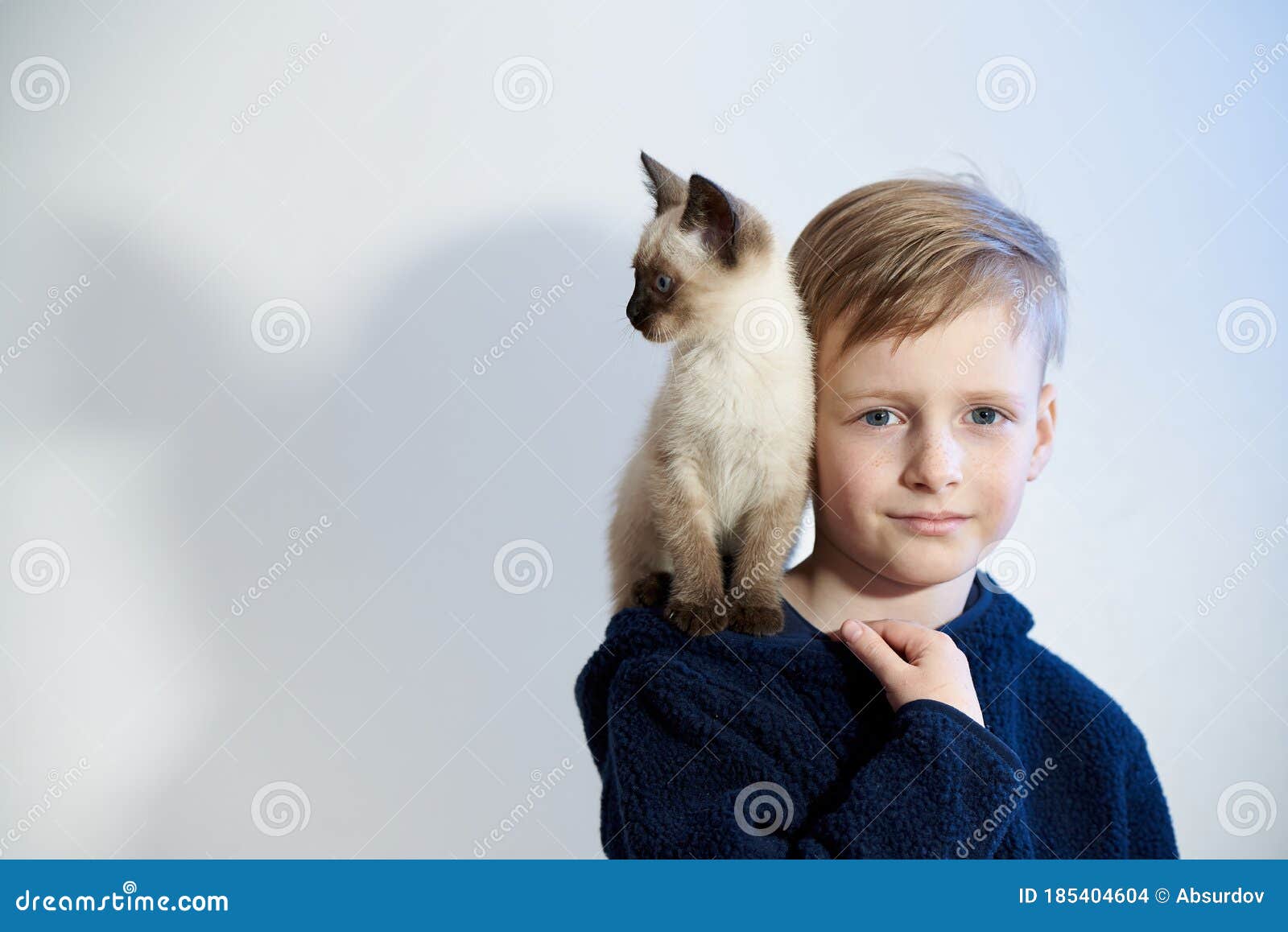Little Boy with His Pet Siamese Kitten Stock Photo - Image of breed ...