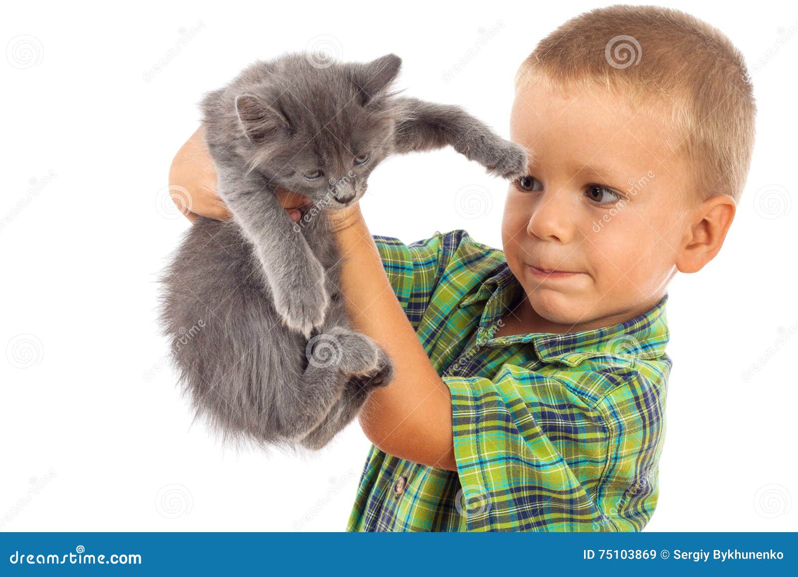 Little Boy Holding a Gray Kitten Stock Image - Image of domestic ...