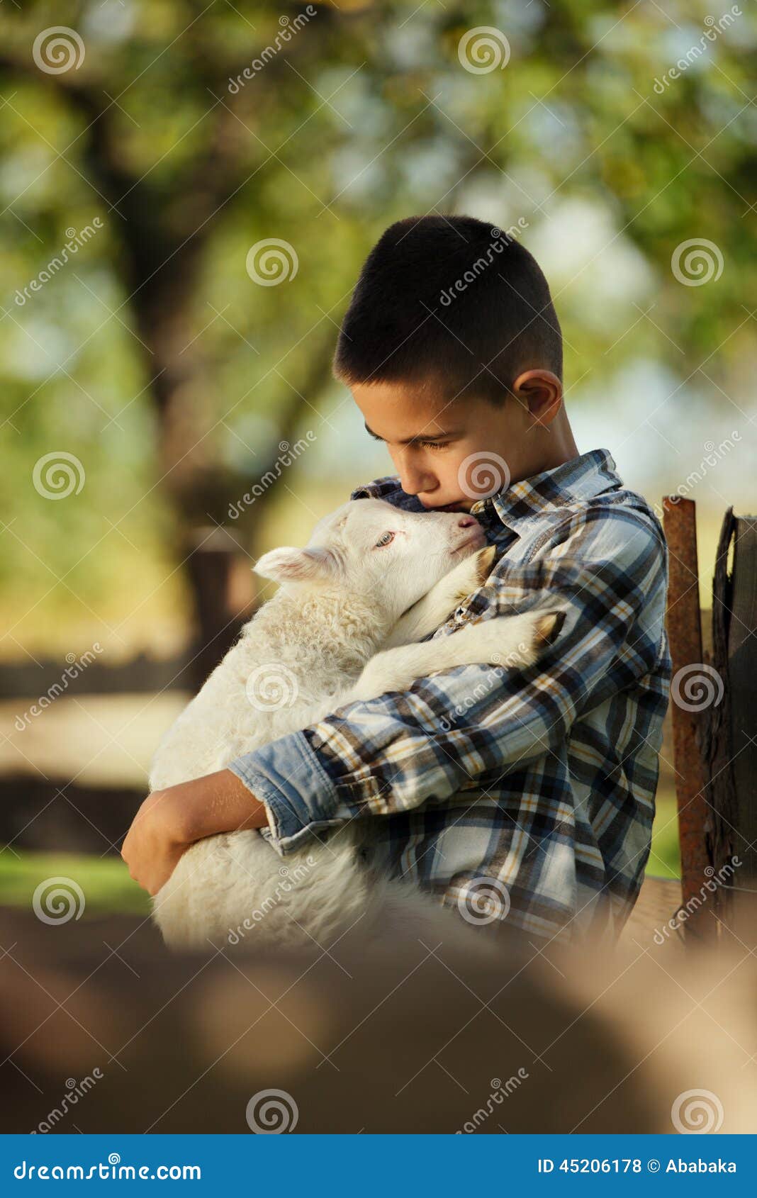 Little boy with lamb stock photo. Image of natural, happiness - 45206178