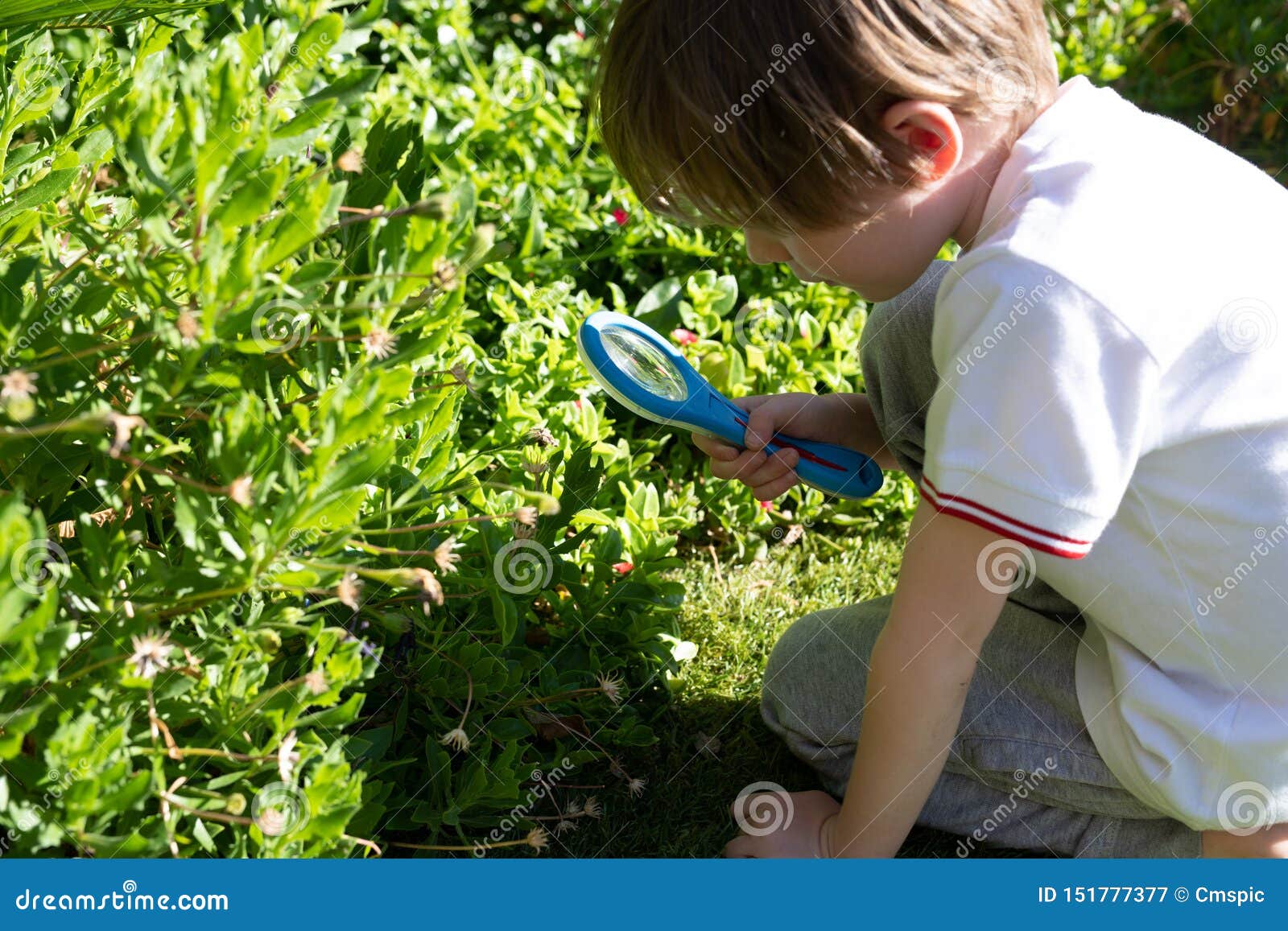 Little Boy Looking for Bugs Stock Image - Image of garden, summer ...