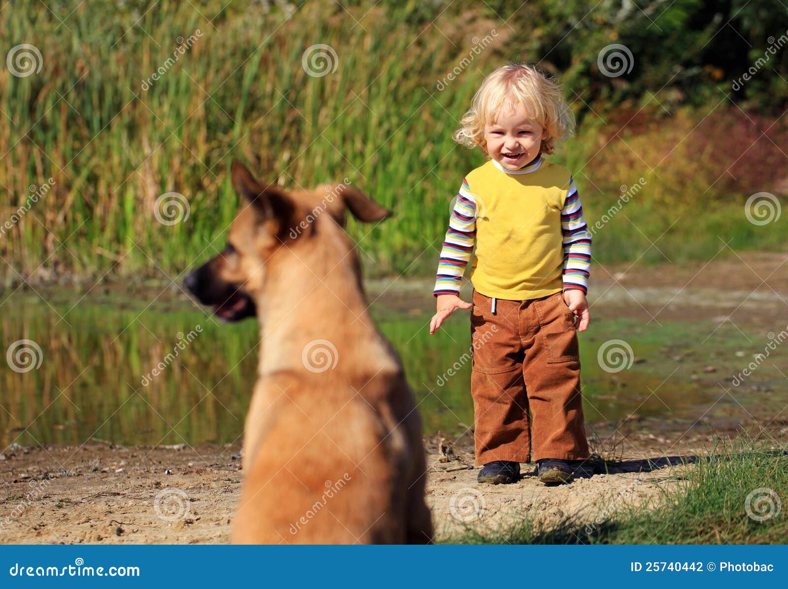 Little Boy Looking at a Dog Stock Photo - Image of animal, outdoor ...