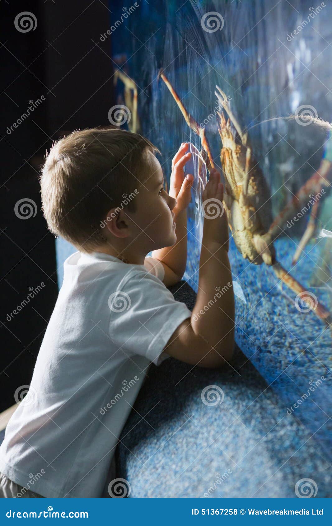 Little Boy Looking at Fish Tank Stock Photo - Image of learning ...