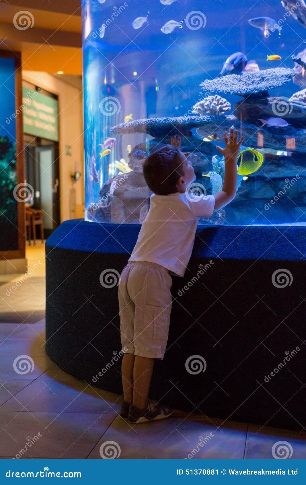 Little Boy Looking at Fish Tank Stock Image - Image of pressing ...