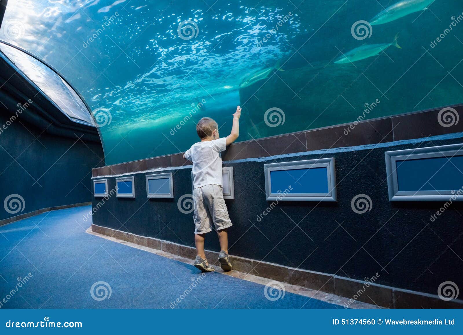 Little Boy Looking at Fish Tank Stock Photo - Image of fish ...