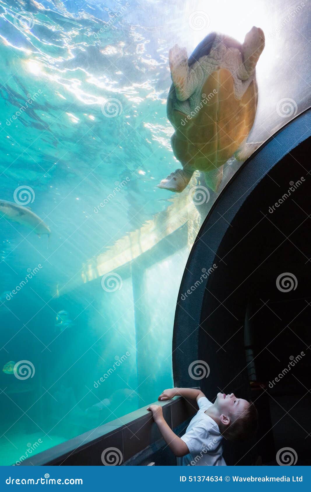 Little Boy Looking at Fish Tank Stock Photo - Image of looking ...