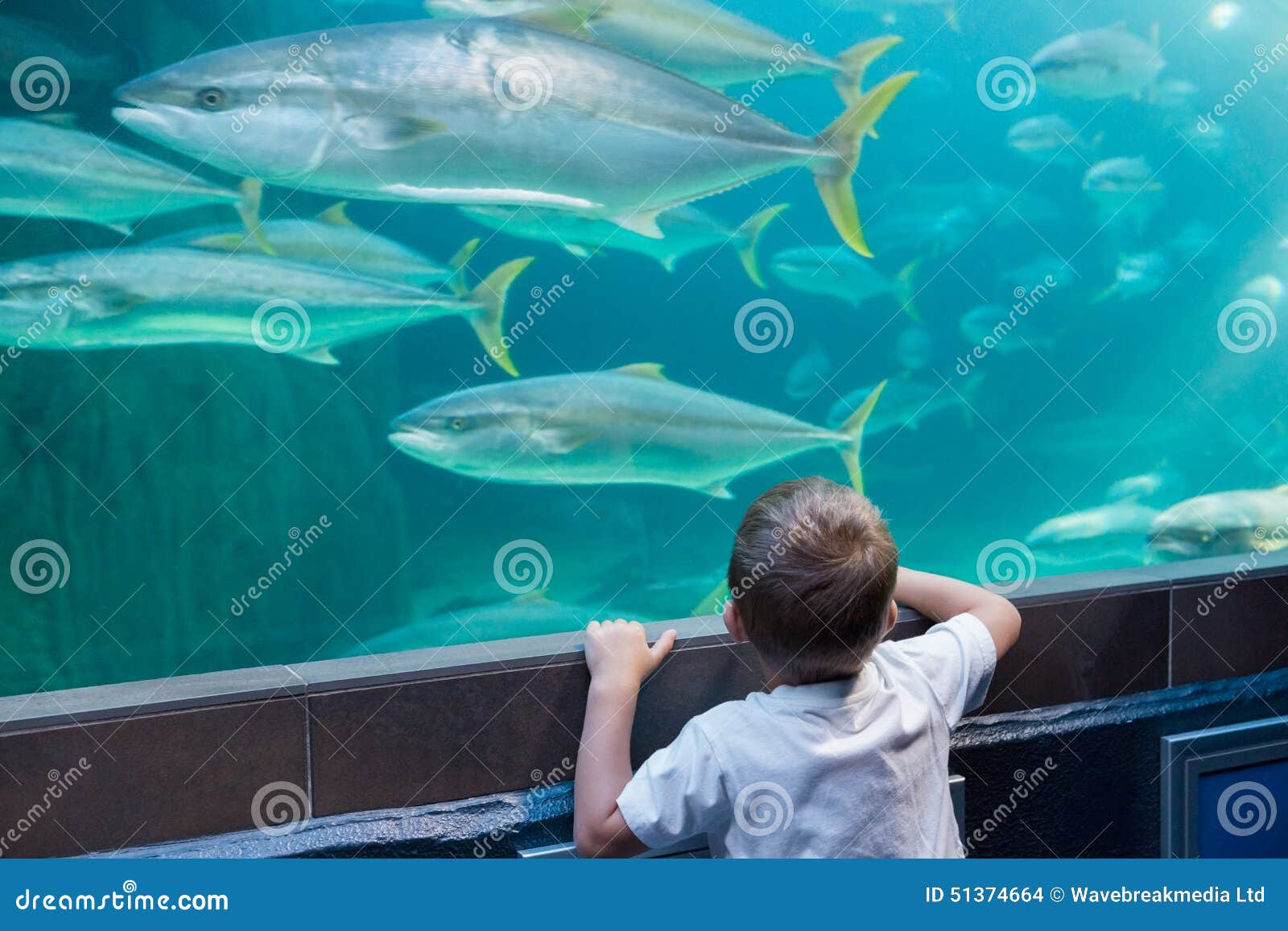 Little Boy Looking at Fish Tank Stock Photo - Image of aquarium ...