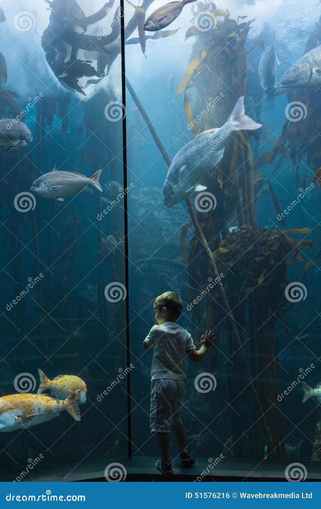Little Boy Looking at Fish Tank Stock Photo - Image of tiny, animal ...