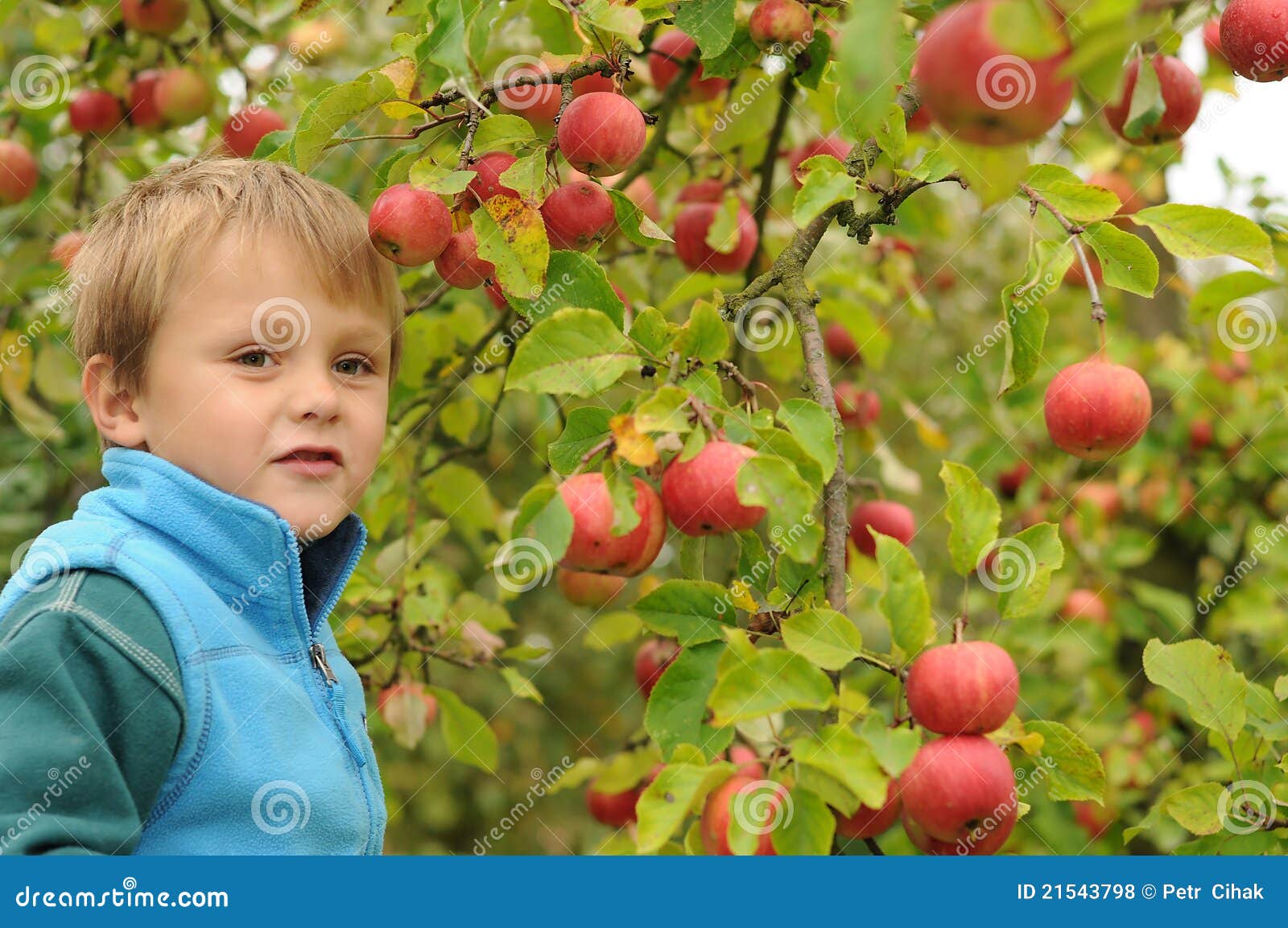 Little boy picking apples stock photo. Image of outdoor - 21543798