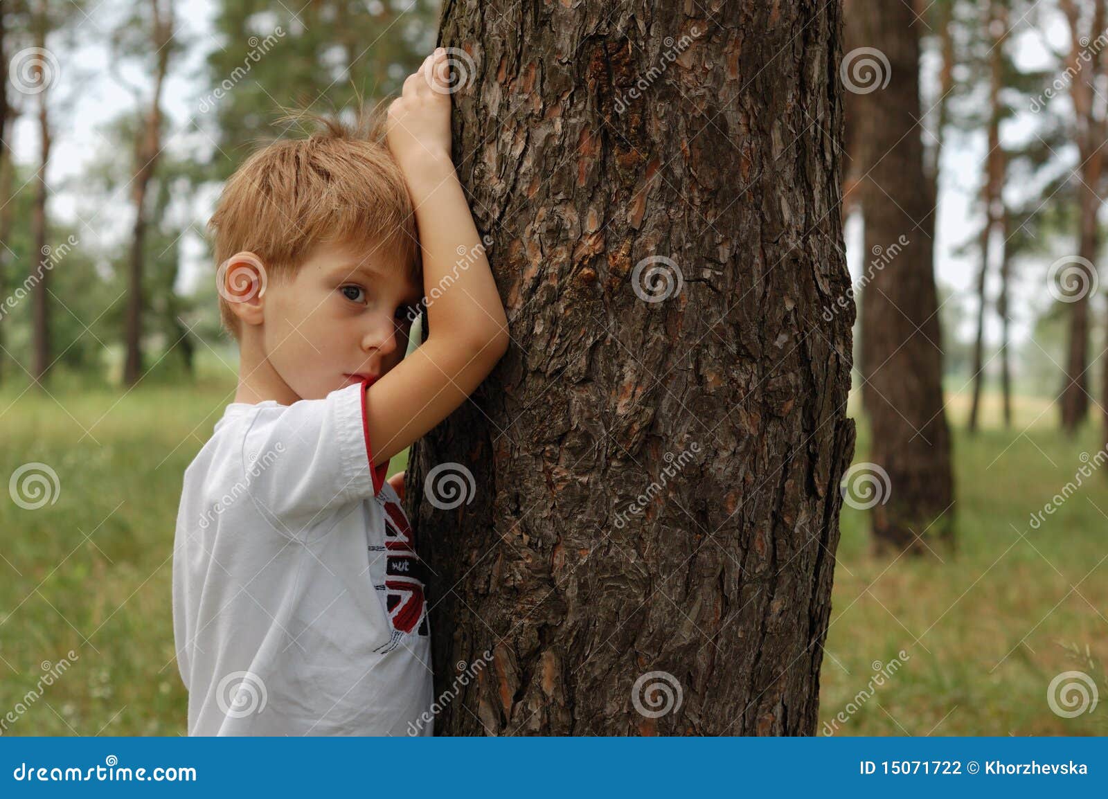 Little boy in pines forest stock photo. Image of beauty - 15071722