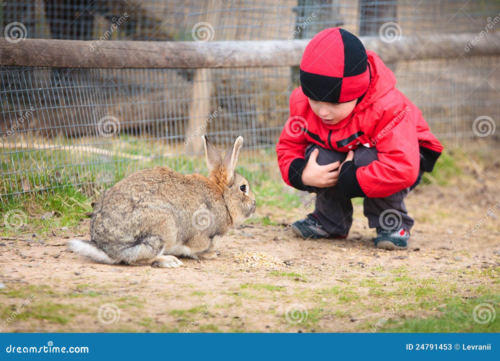 Little Boy Play with a Rabbit Stock Image - Image of little, lifestyle ...
