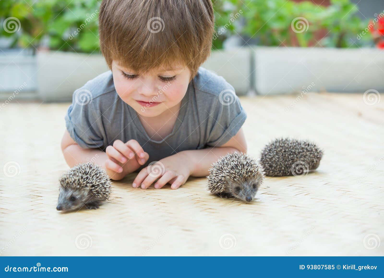 Little Boy Playing with Hedgehog Stock Image - Image of cast, play ...