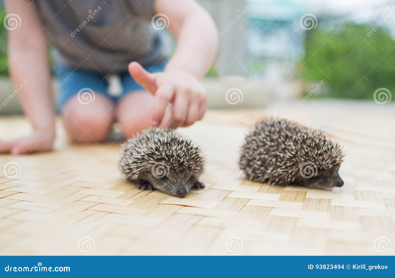 Little Boy Playing with Hedgehog Stock Photo - Image of baby, ball ...