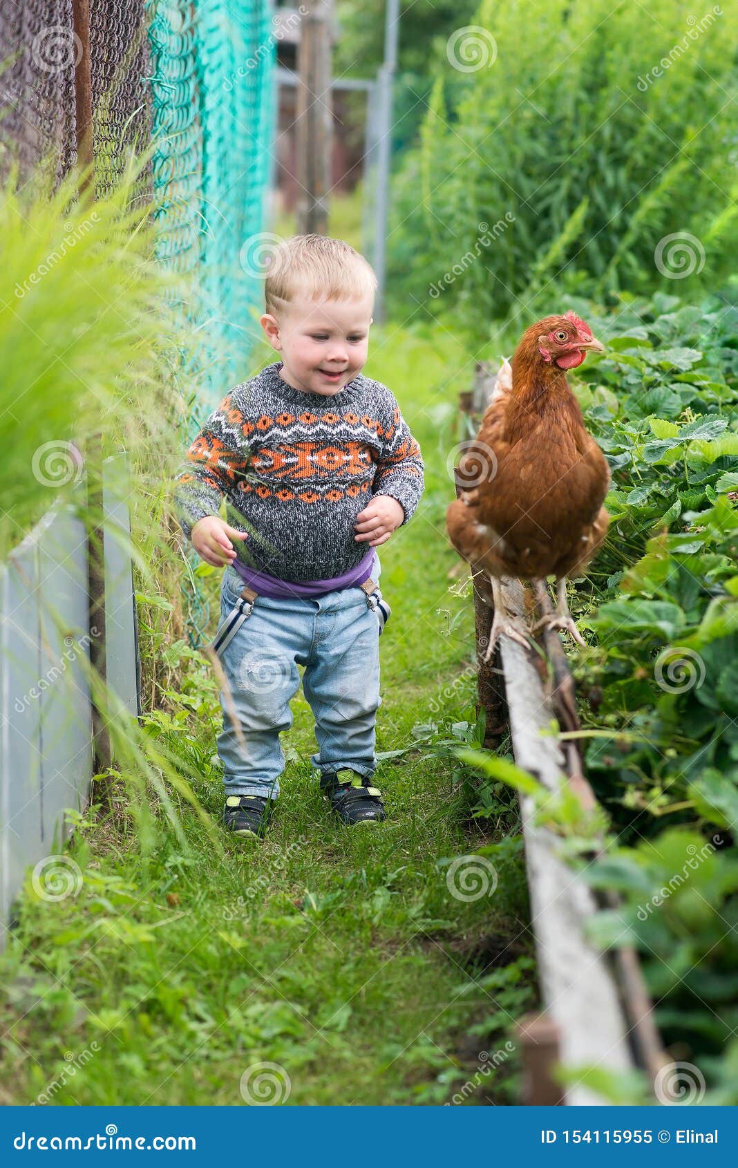 Little Boy Playing with Hen. Countryside, Fun Stock Image - Image of ...