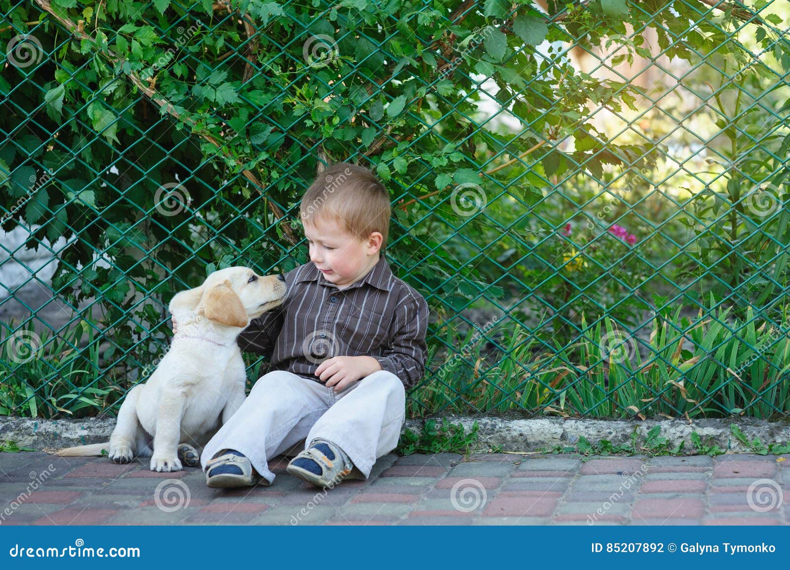 Little Boy Playing with a Puppy Labrador in the Park Stock Photo ...