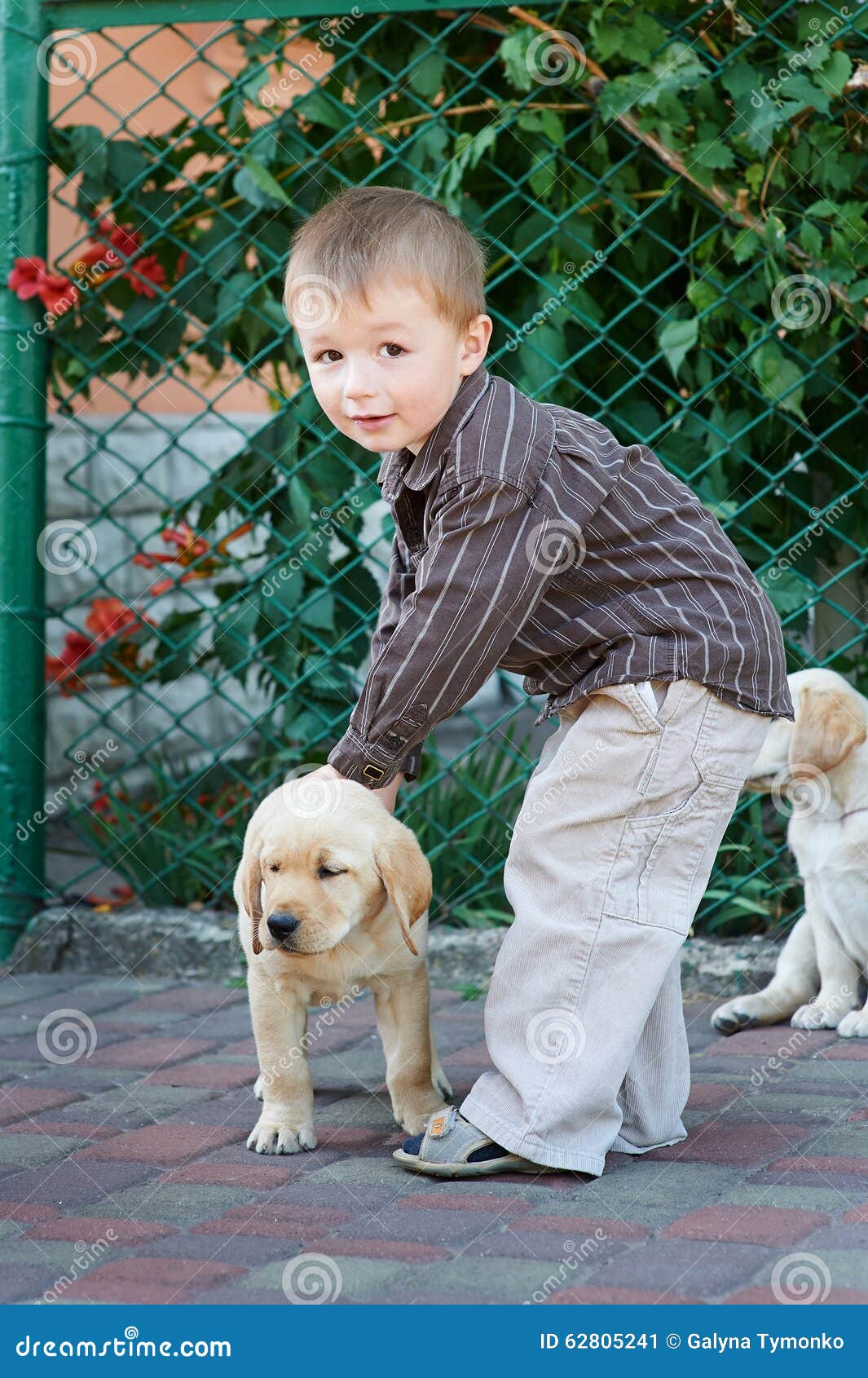 Little Boy Playing with a White Labrador Puppy Stock Image - Image of ...