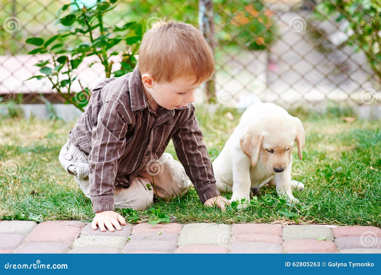 Little Boy Playing with a White Labrador Puppy Stock Image - Image of ...