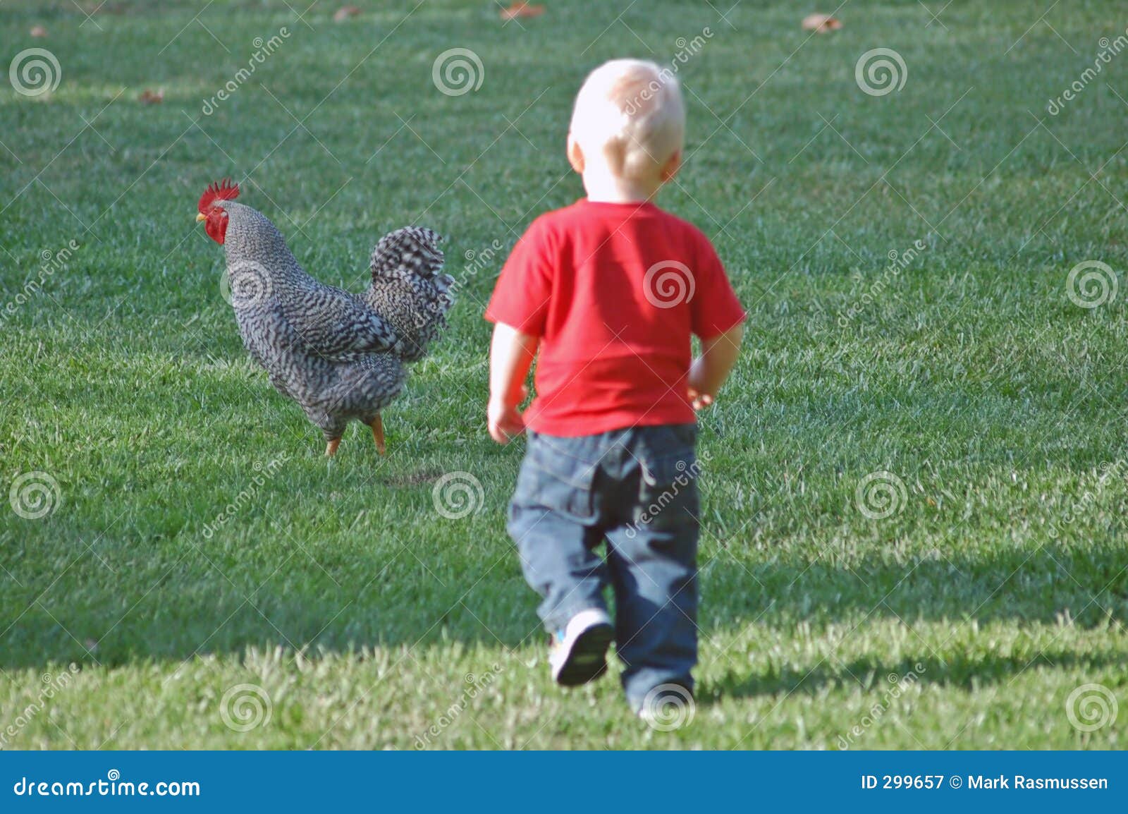 Little boy and rooster stock image. Image of animal, bird - 299657