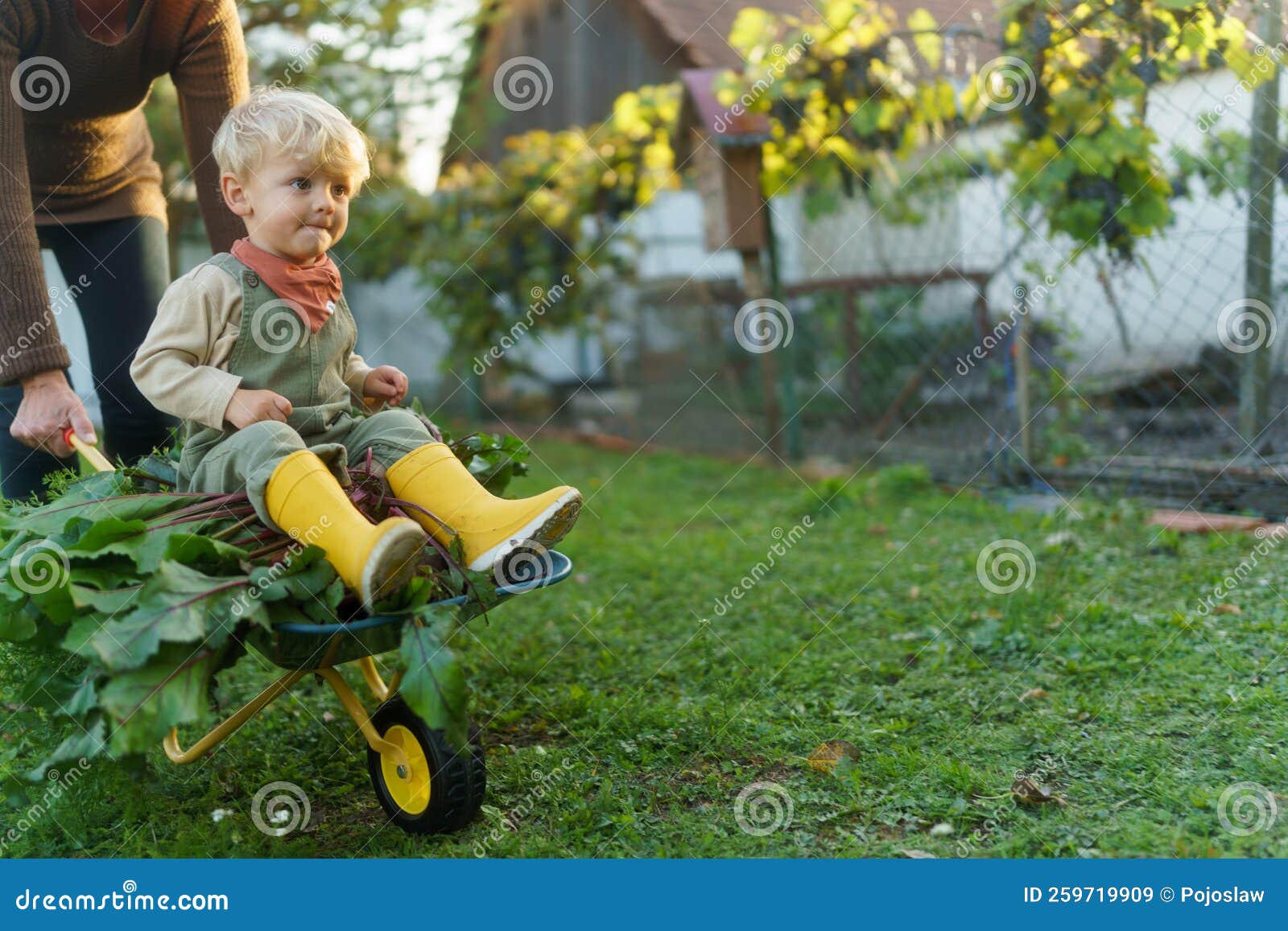 Little Boy Sitting at Wheelbarrow with Harvest Vegetable, Having Fun ...