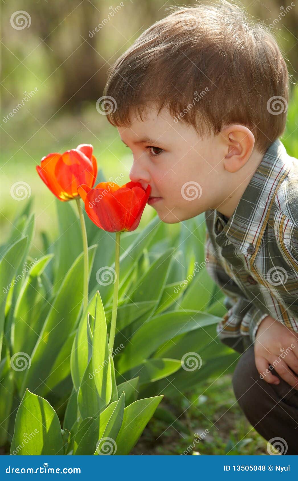 Little boy smelling tulip stock photo. Image of kids - 13505048