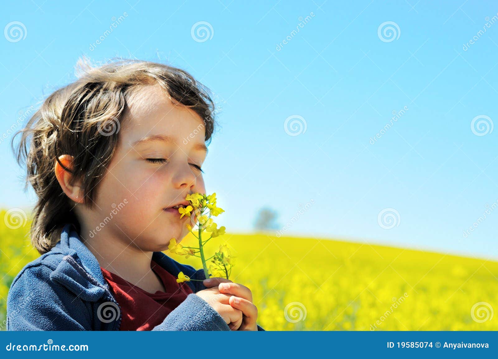 Little Boy Smells Rapeseed Flower Stock Photo - Image of canola ...