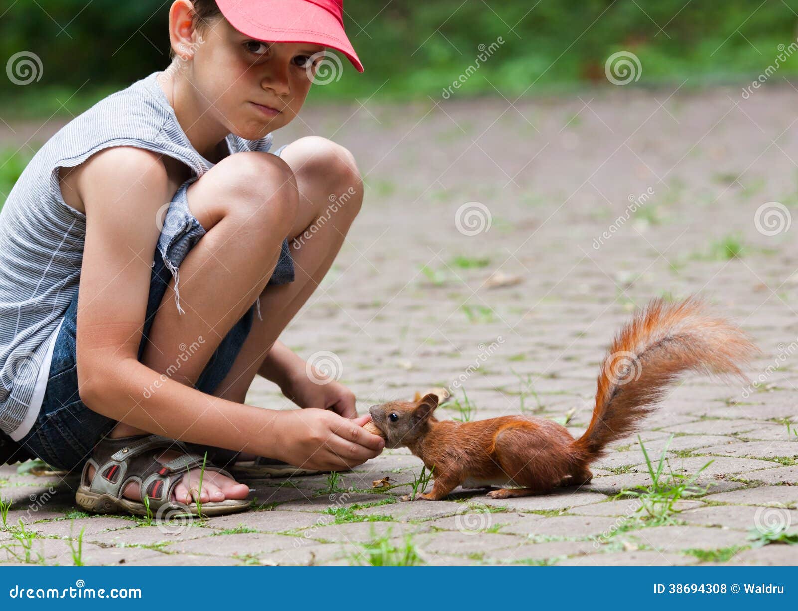 Little boy and squirrel stock photo. Image of animals - 38694308