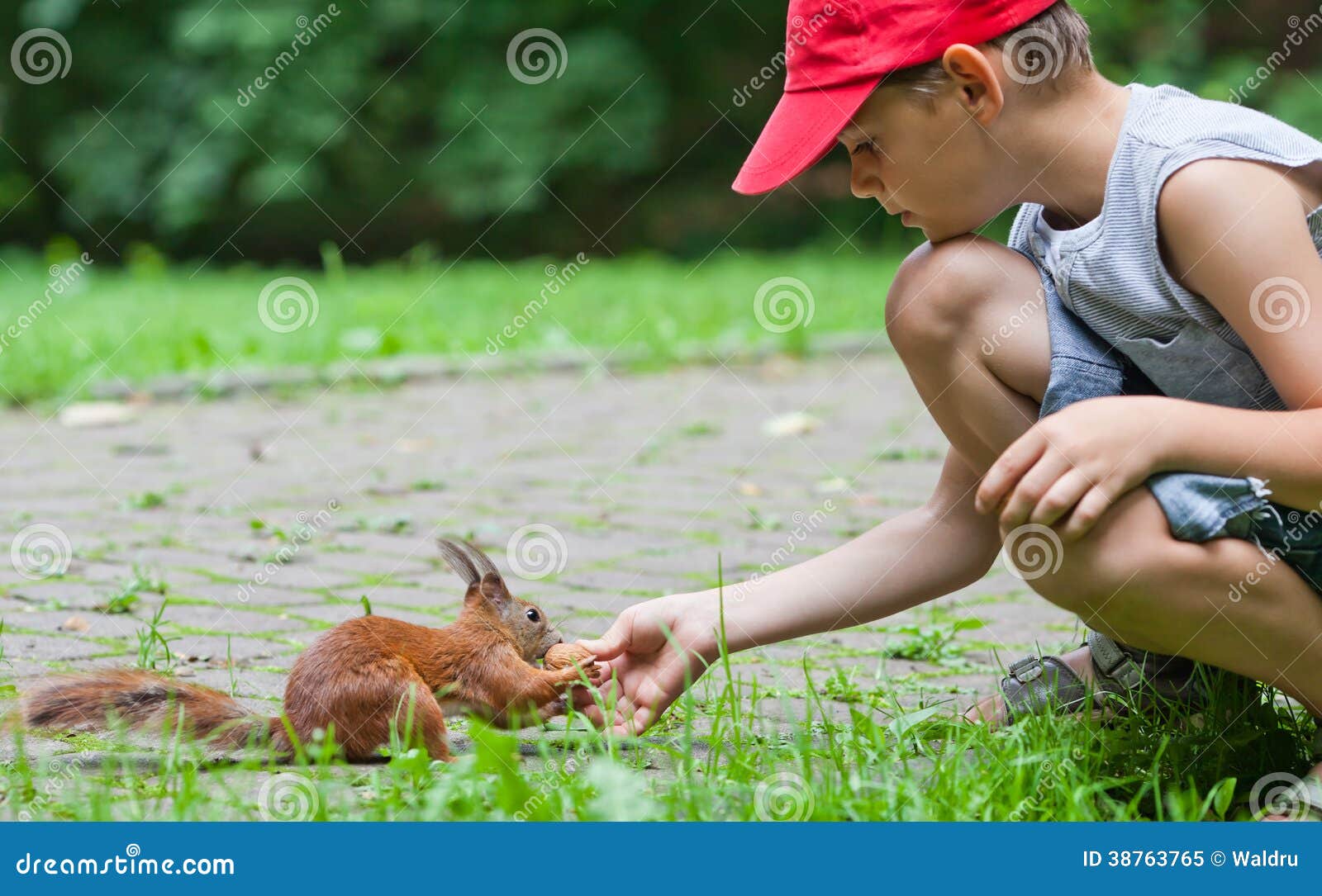 Little boy and squirrel stock image. Image of curiosity - 38763765