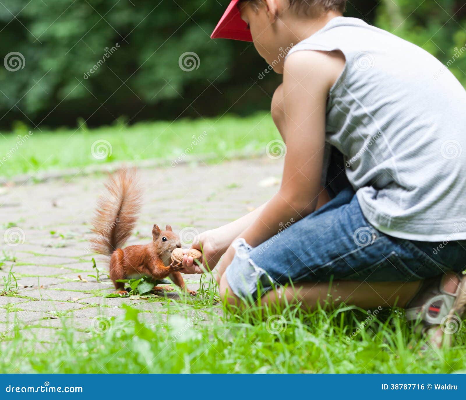 Little boy and squirrel stock photo. Image of animals - 38787716