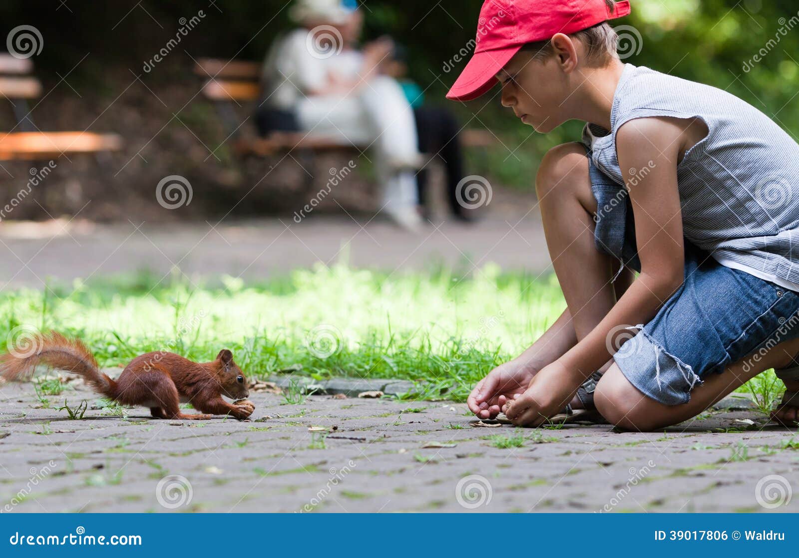 Little boy and squirrel stock photo. Image of curiosity - 39017806