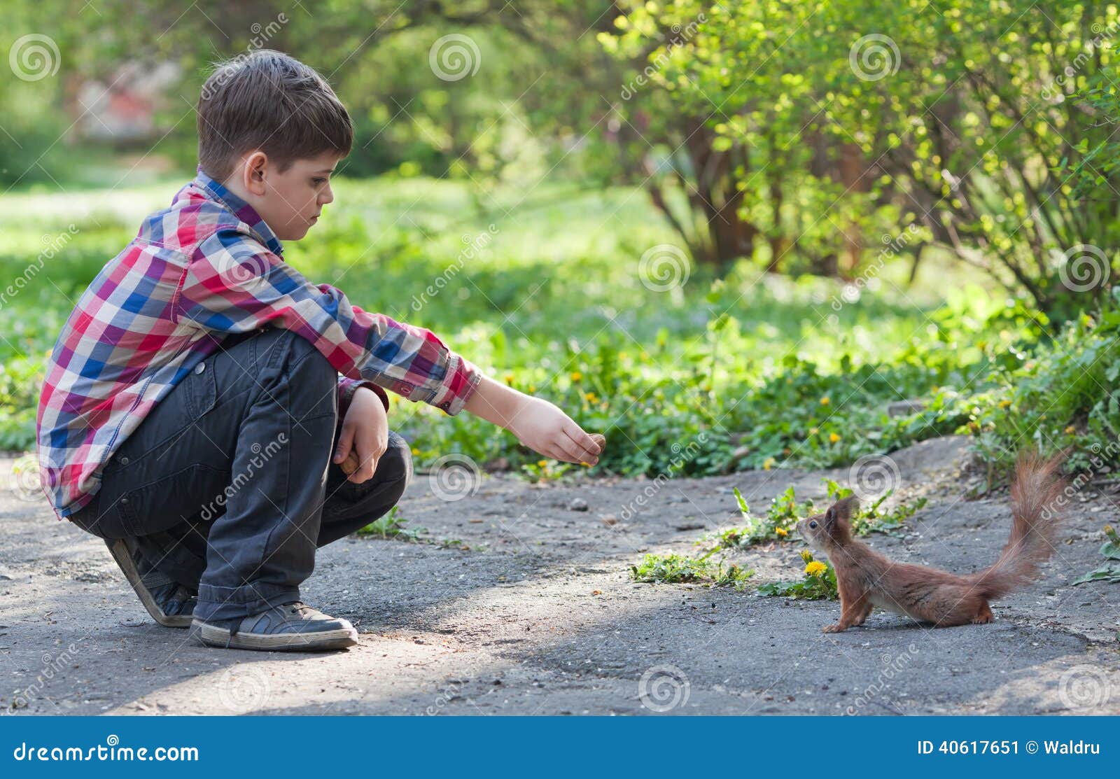 Little boy and squirrel stock image. Image of hungry - 40617651