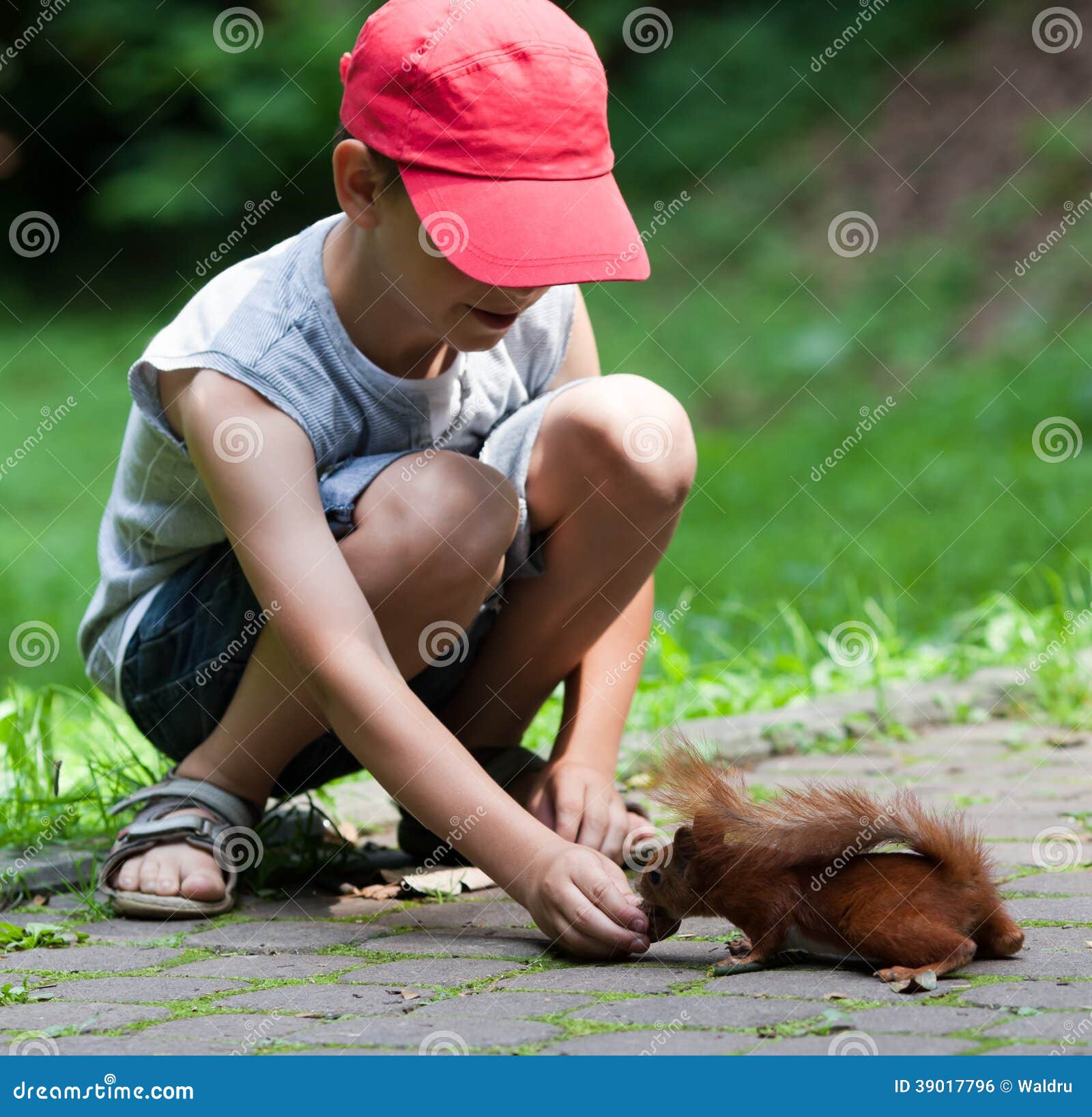 Little boy and squirrel stock photo. Image of little - 39017796