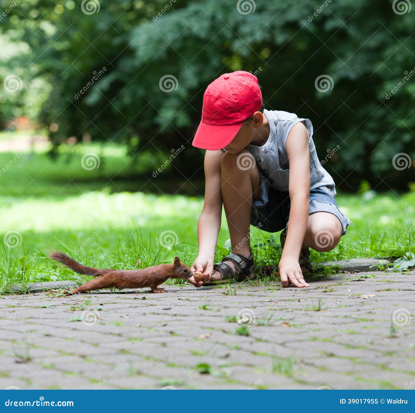 Little boy and squirrel stock image. Image of care, park - 39017955