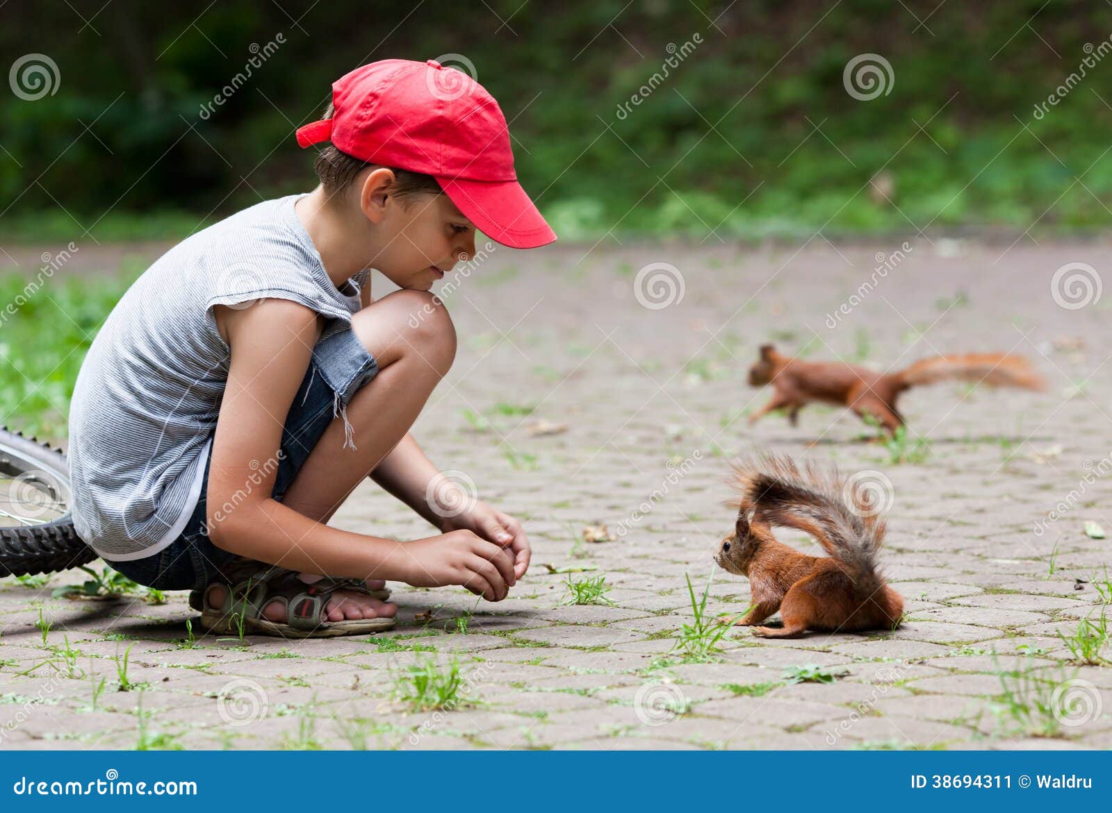 Little boy and squirrels stock image. Image of people - 38694311