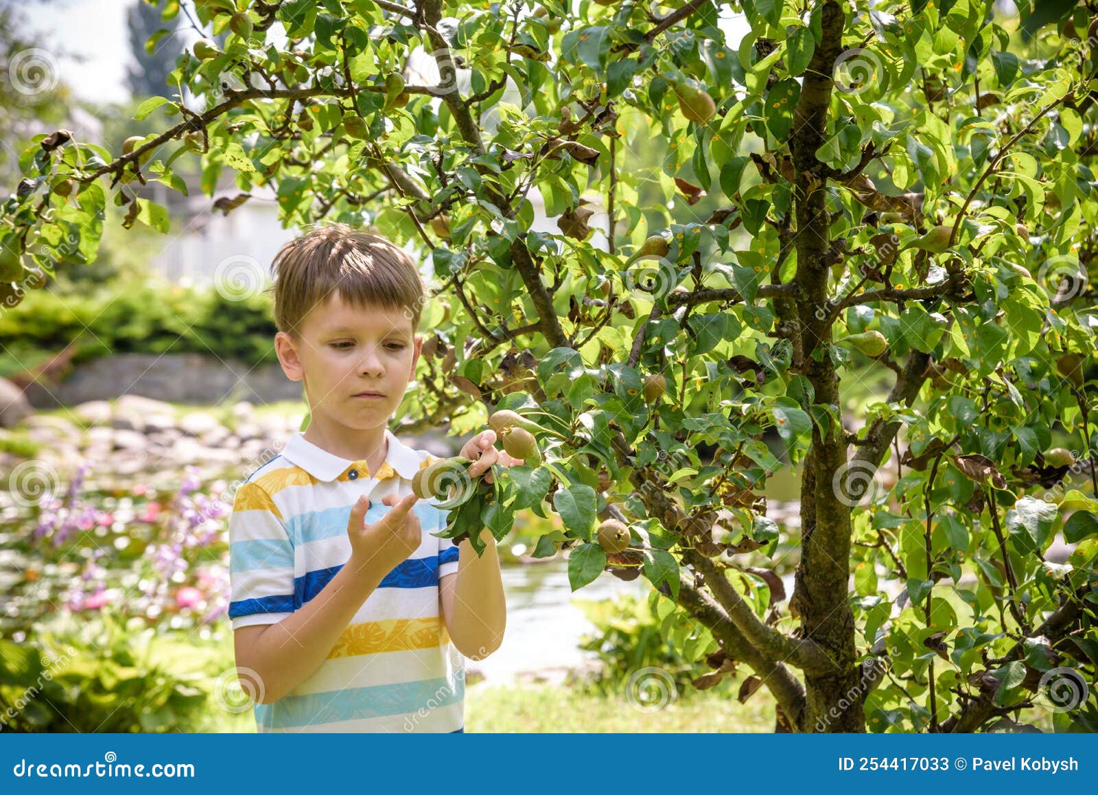 A Little Boy is Standing Under a Pear Tree and Looking To a Pear ...