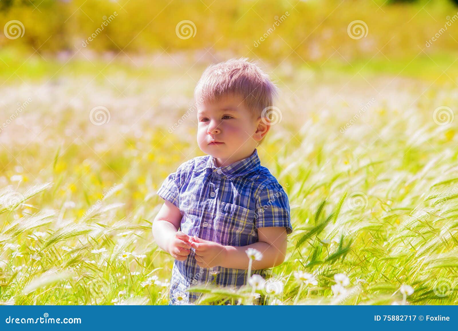 Little boy on summer field stock image. Image of little - 75882717