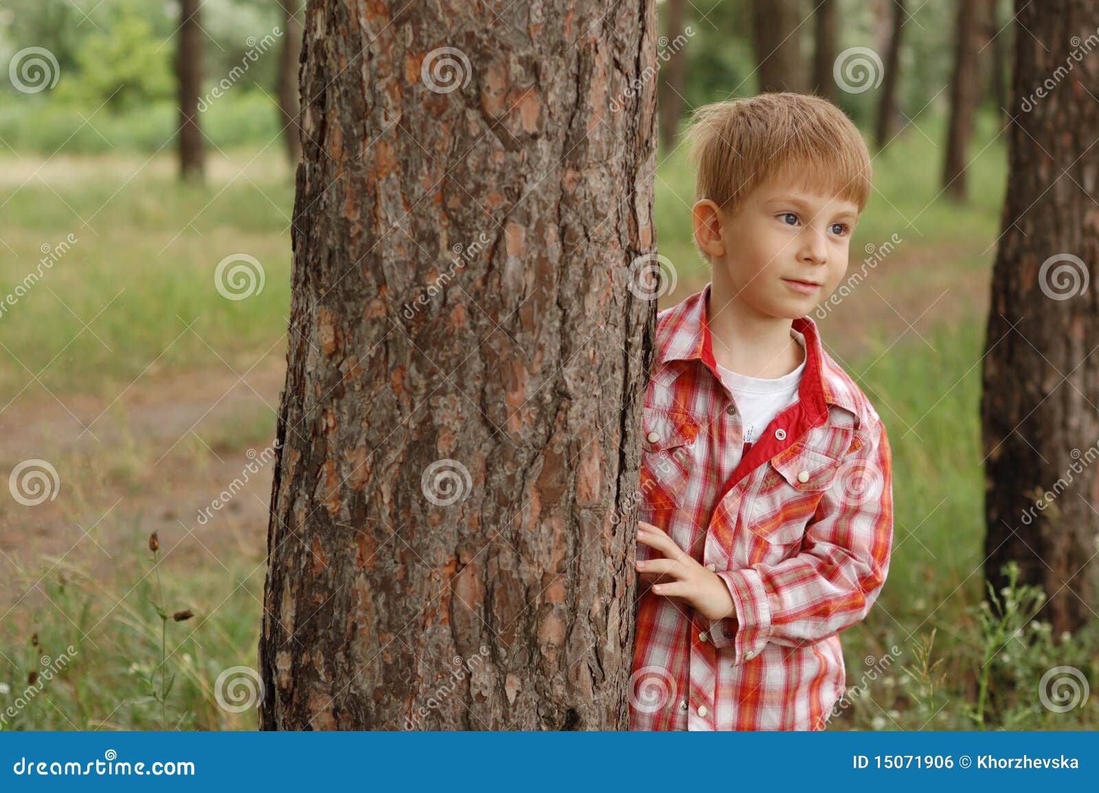 Little Boy in Summer Forest Stock Photo - Image of forest, bark: 15071906