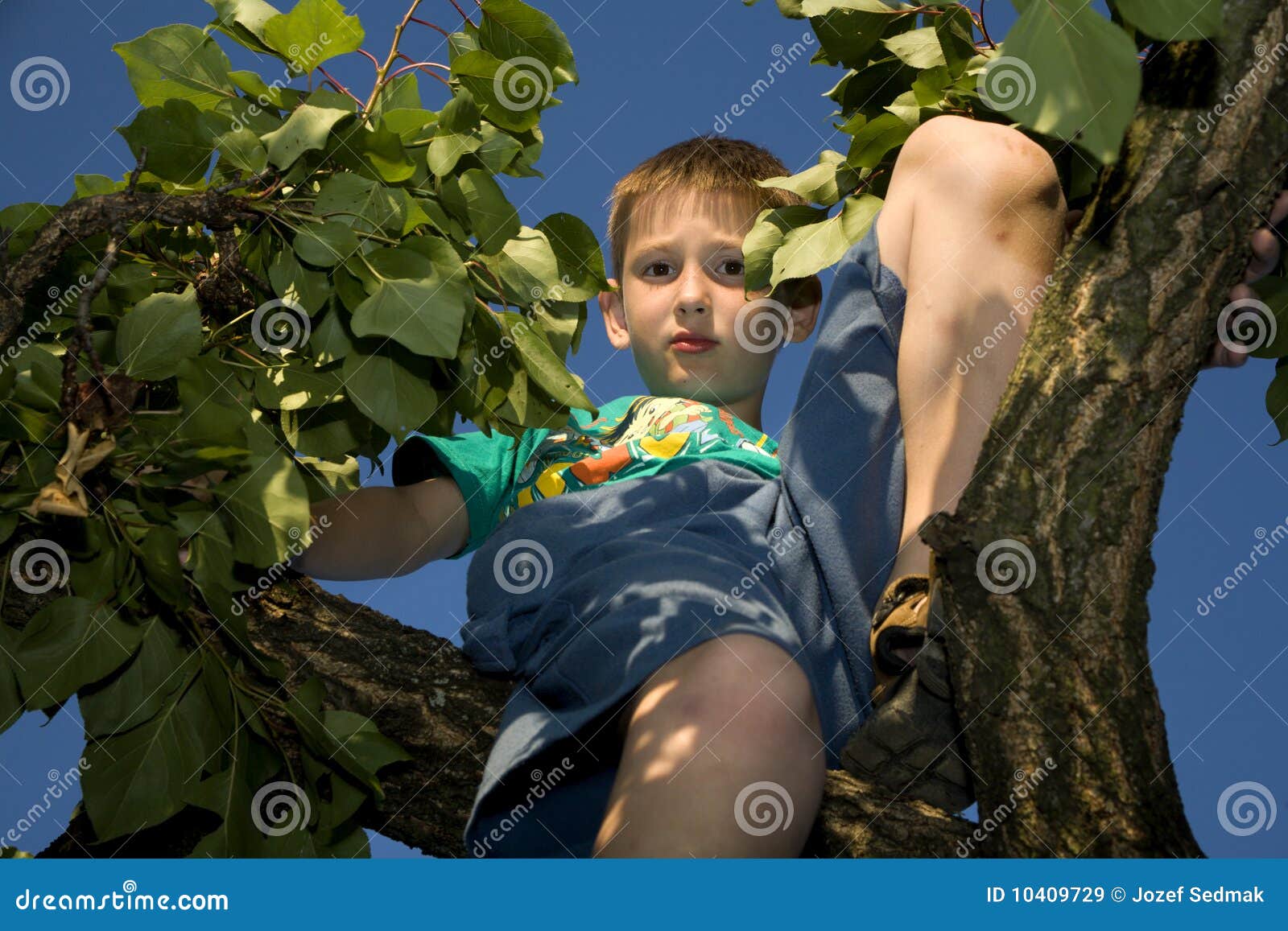 Little boy on the tree stock image. Image of gardening - 10409729