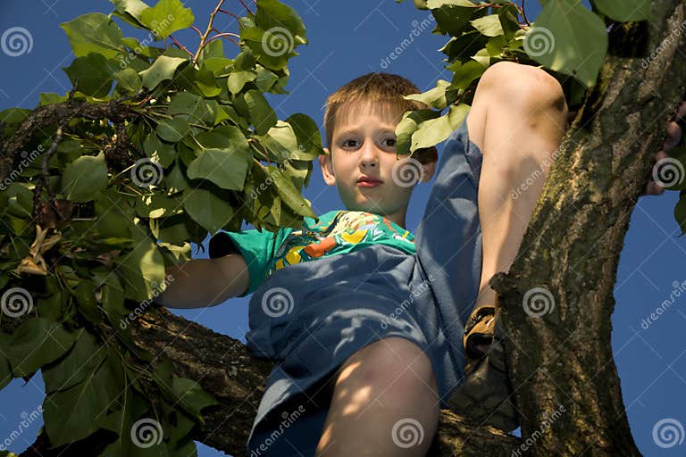 Little boy on the tree stock image. Image of gardening - 10409729