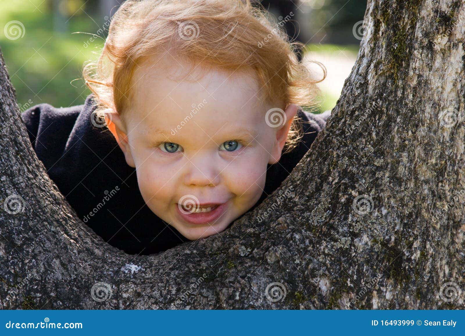 Little Boy in a Tree stock image. Image of giggle, children - 16493999