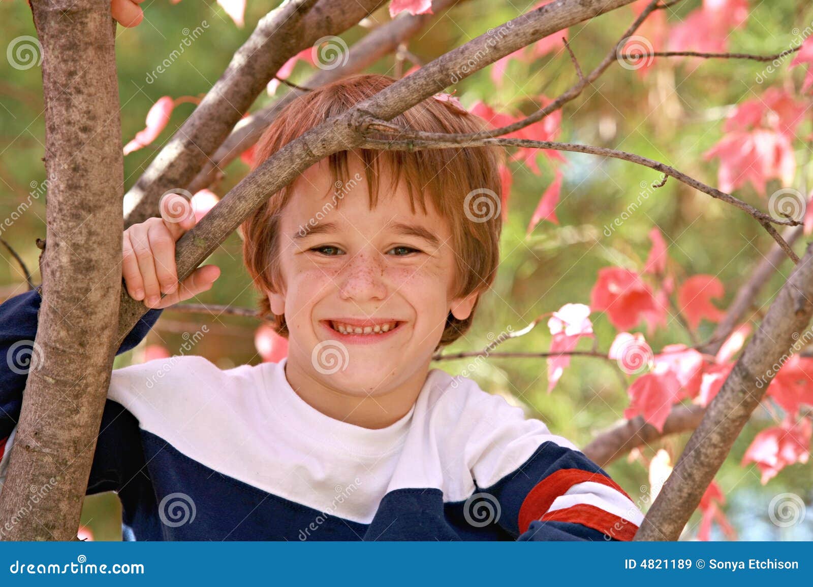 Little Boy in a Tree stock image. Image of smiley, children - 4821189